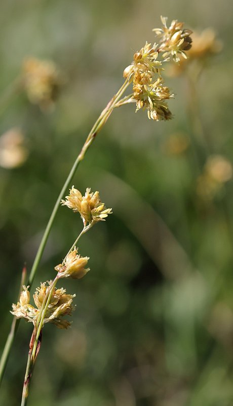 Luzula lutea (Yellow Wood-rush) - The Alpine Flora of Zermatt, Switzerland
