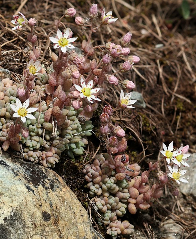 Sedum dasyphyllum (Thick-leaved Stonerop) - The Alpine Flora of Zermatt ...
